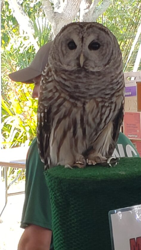 Burrowing Owl Festival draws thousands to Rotary Park - Cape Coral Breeze